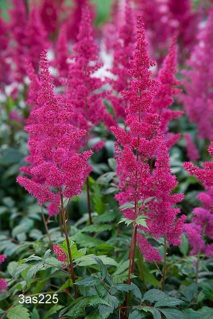 Red Astilbe Plant